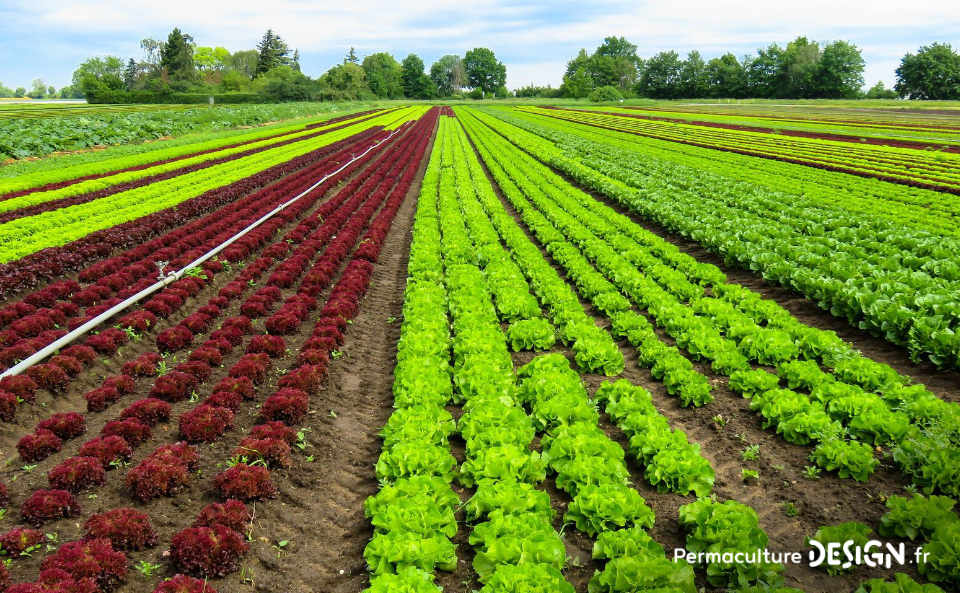 Maraîchers conventionnels, bio ou en permaculture, quelles différences