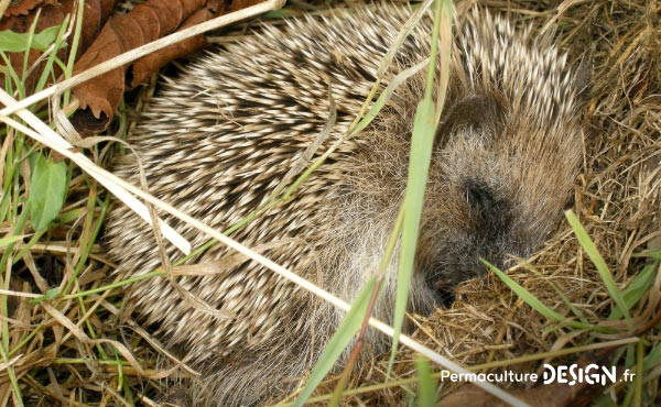 Découvrez tout sur les hérissons d'Europe au jardin
