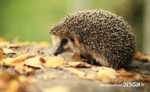 Découvrez tout sur les hérissons d'Europe au jardin