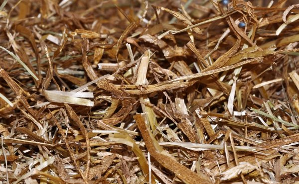 Découvrez un paillage économique au jardin grâce à la paille