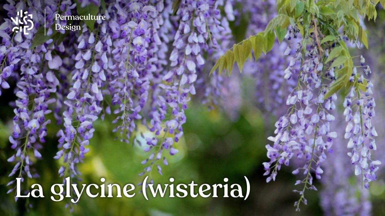 Découvrez les utilisations de la glycine (wisteria) en permaculture